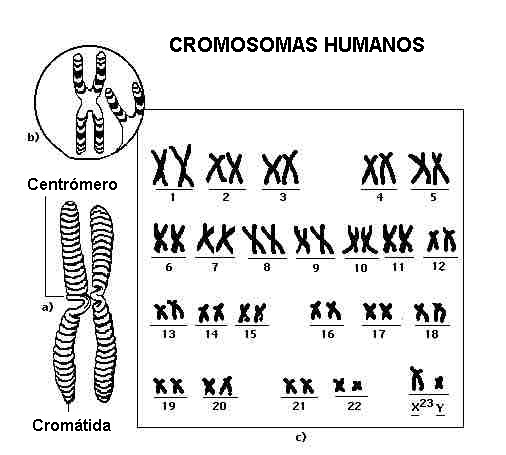 proyecto 903: CROMOSOMAS HUMANOS